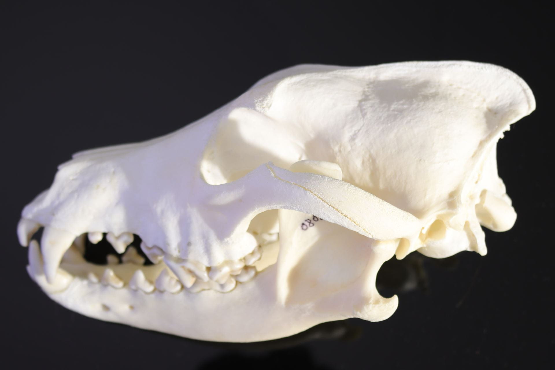 Wolf morphology | Hipsley Lab Research